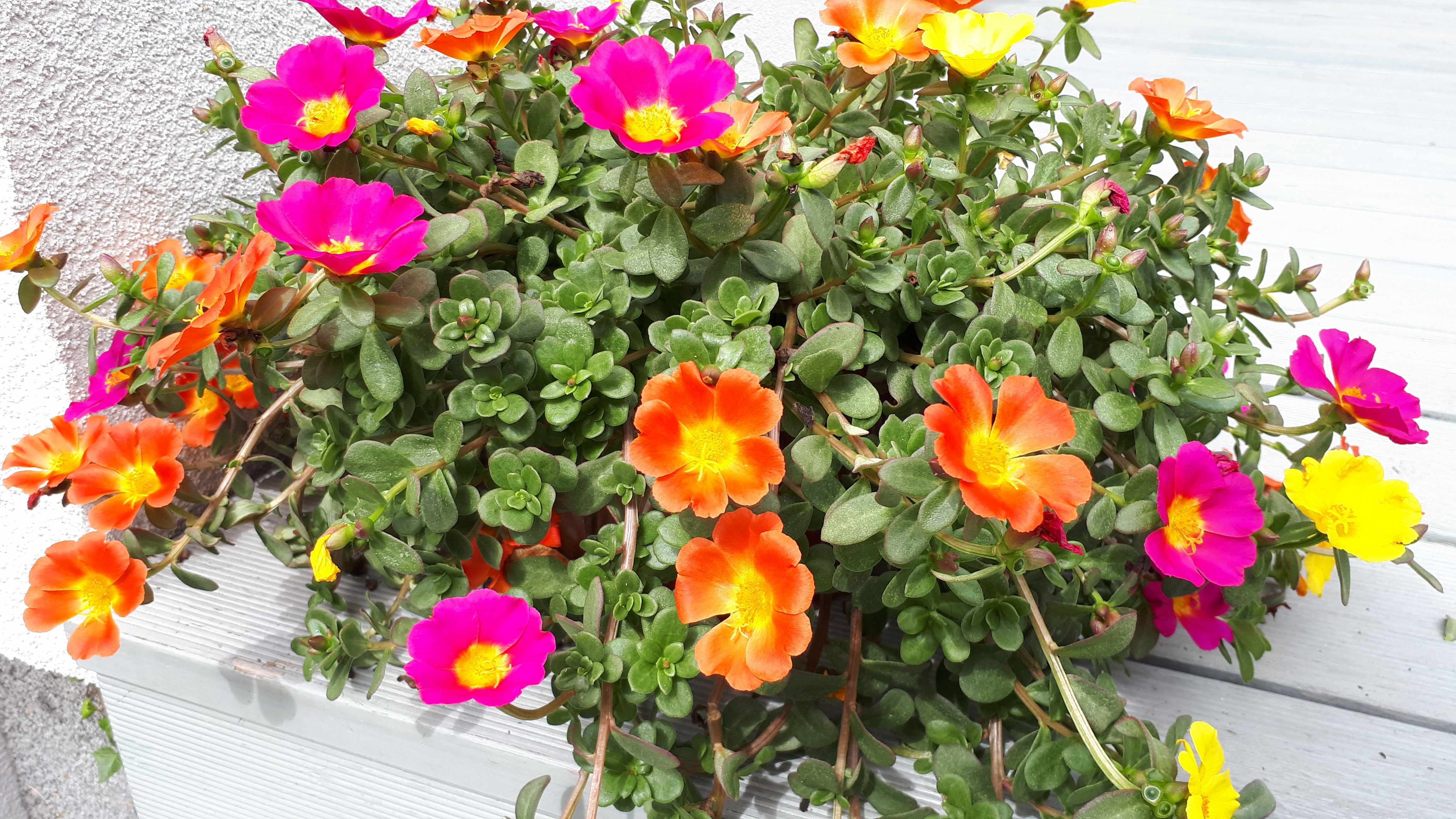 Portulaka – wielobarwna ozdoba rabat