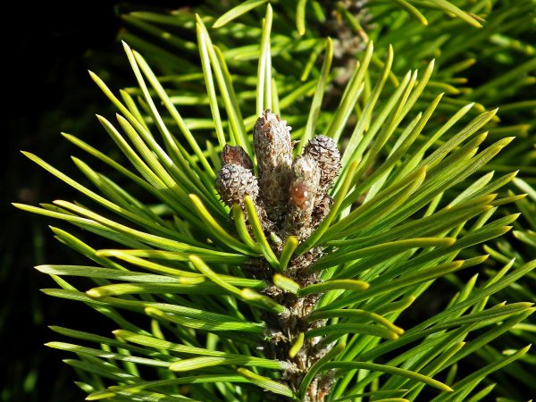 Rośliny odporne na suszę