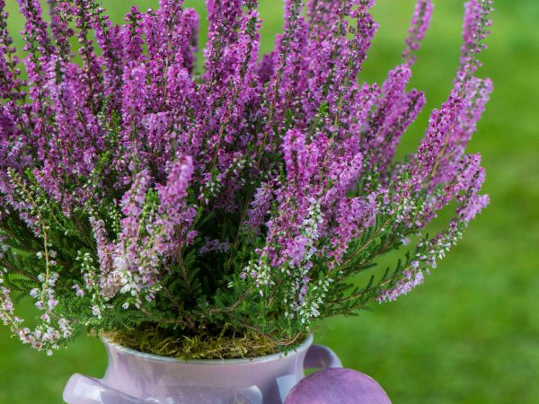 Wrzosy – jesienne aranżacje w doniczkach